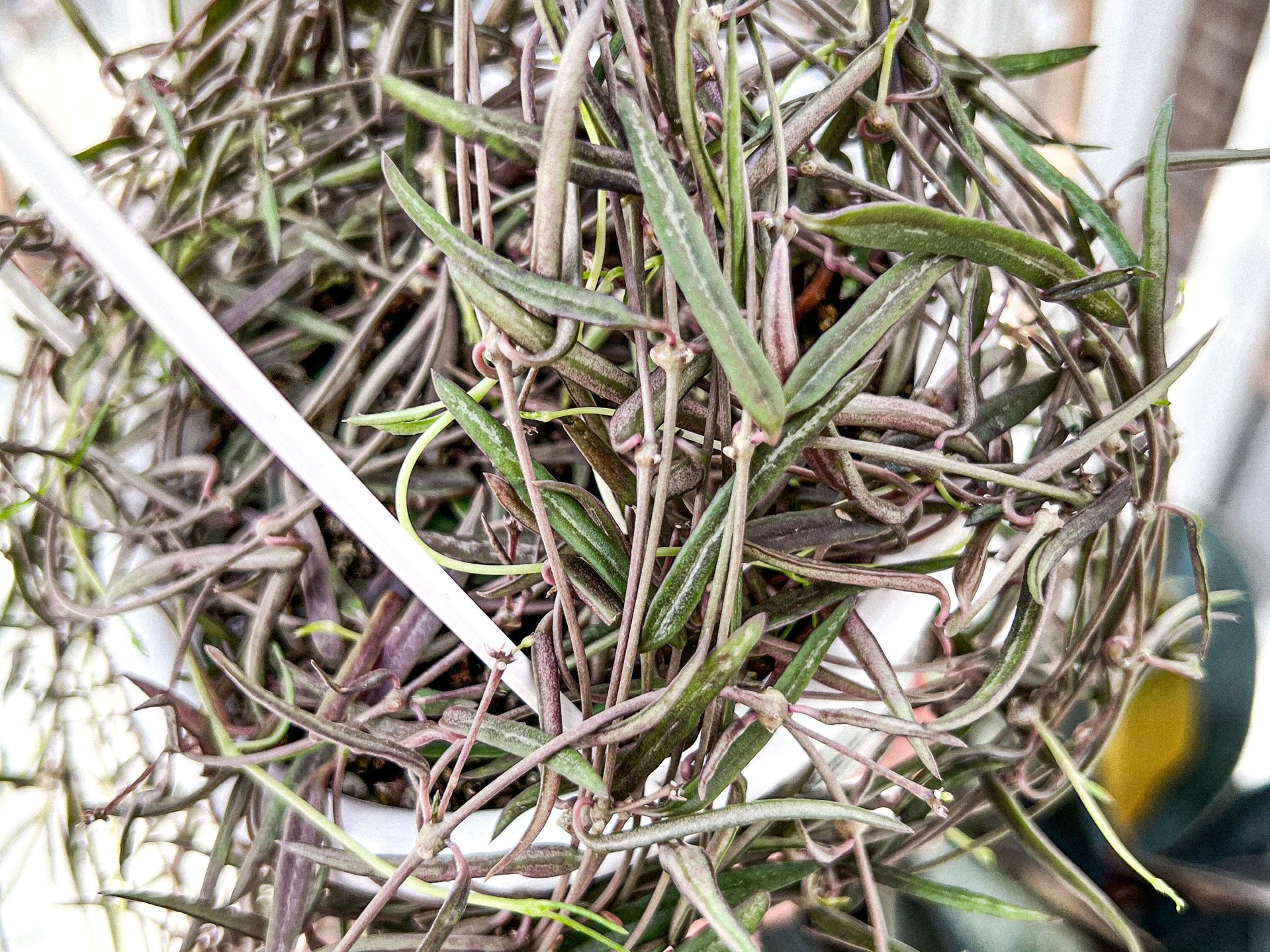 Plant of the Month: Ceropegia Linearis 'String of Needles' – PlantTheStudio