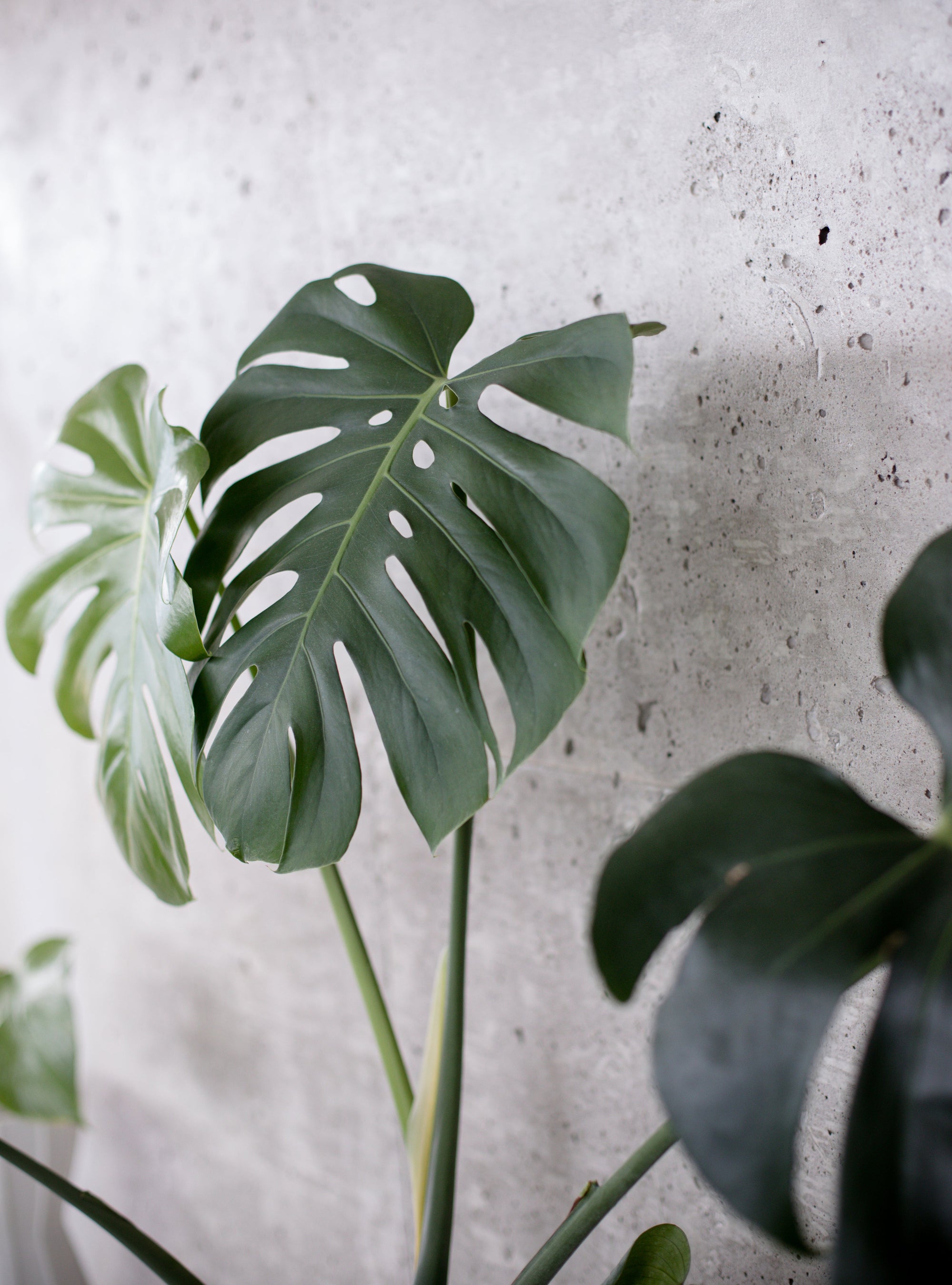 Rooting Guide: Easy Steps for Variegated Monstera Cutting – PlantTheStudio