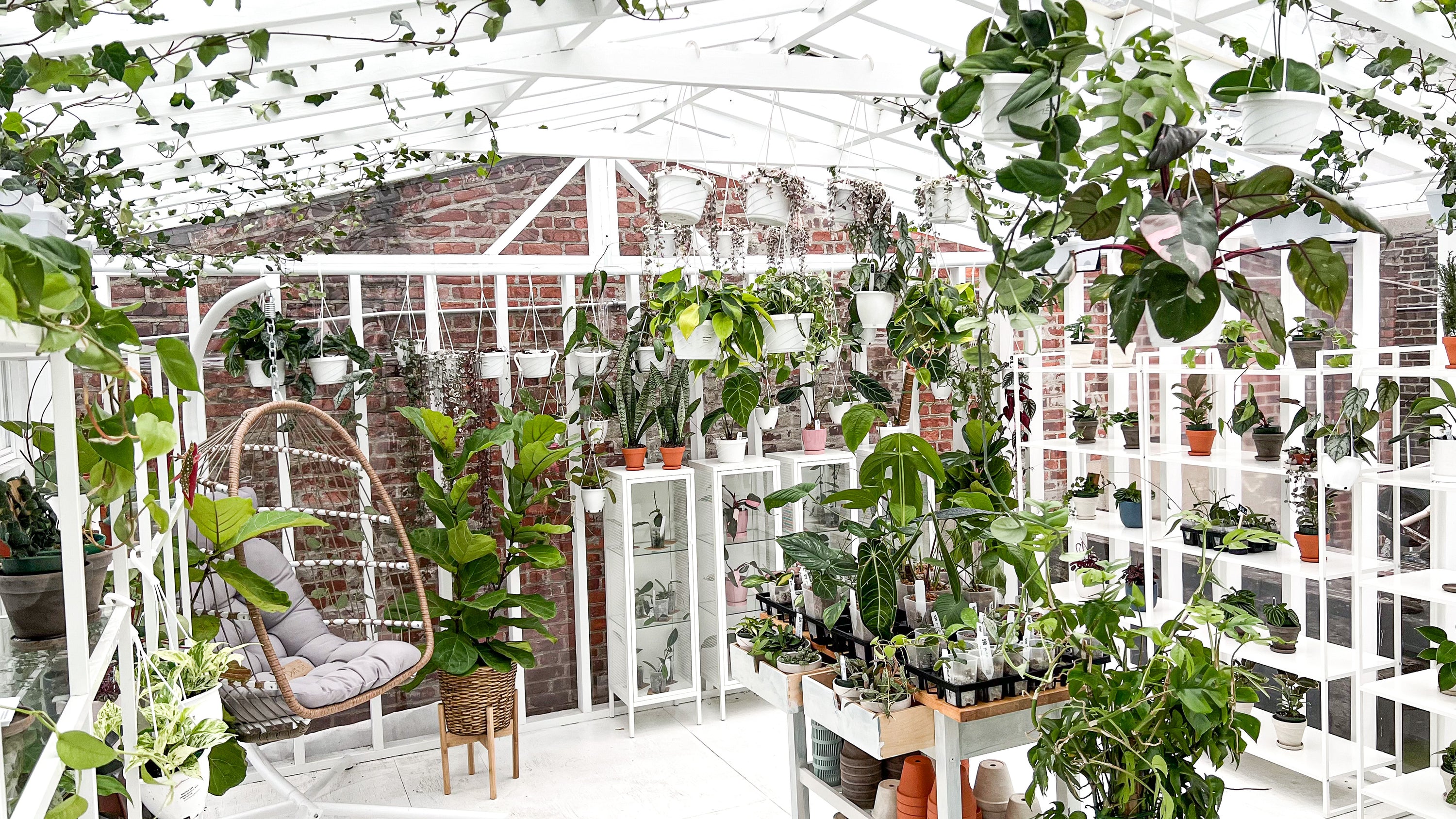 Plant The Studio | The Uncommon and Rare Plant Shop in Brooklyn, NY ...