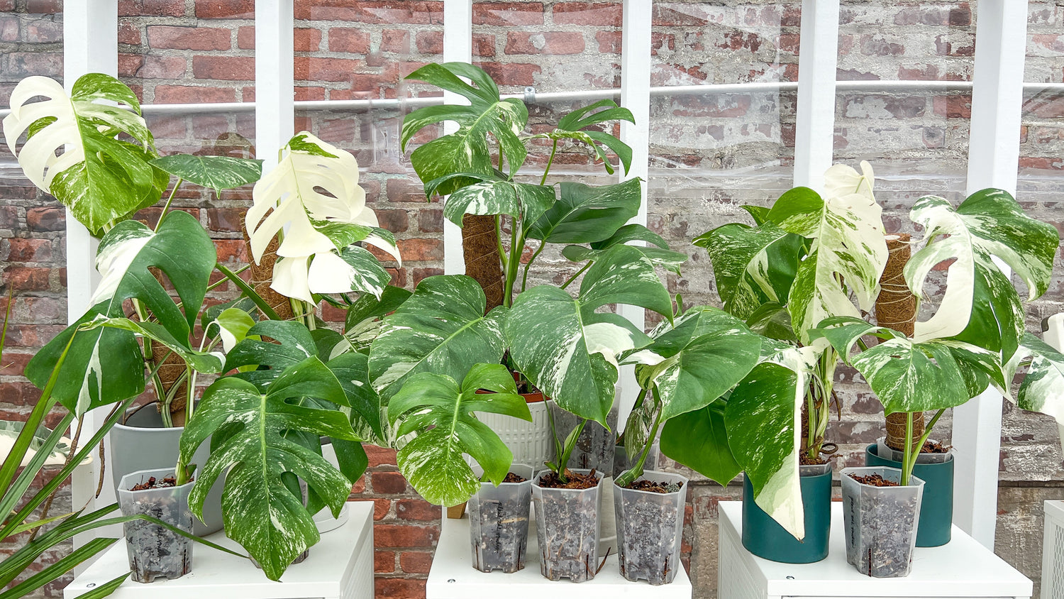 Collectors' Plants – PlantTheStudio